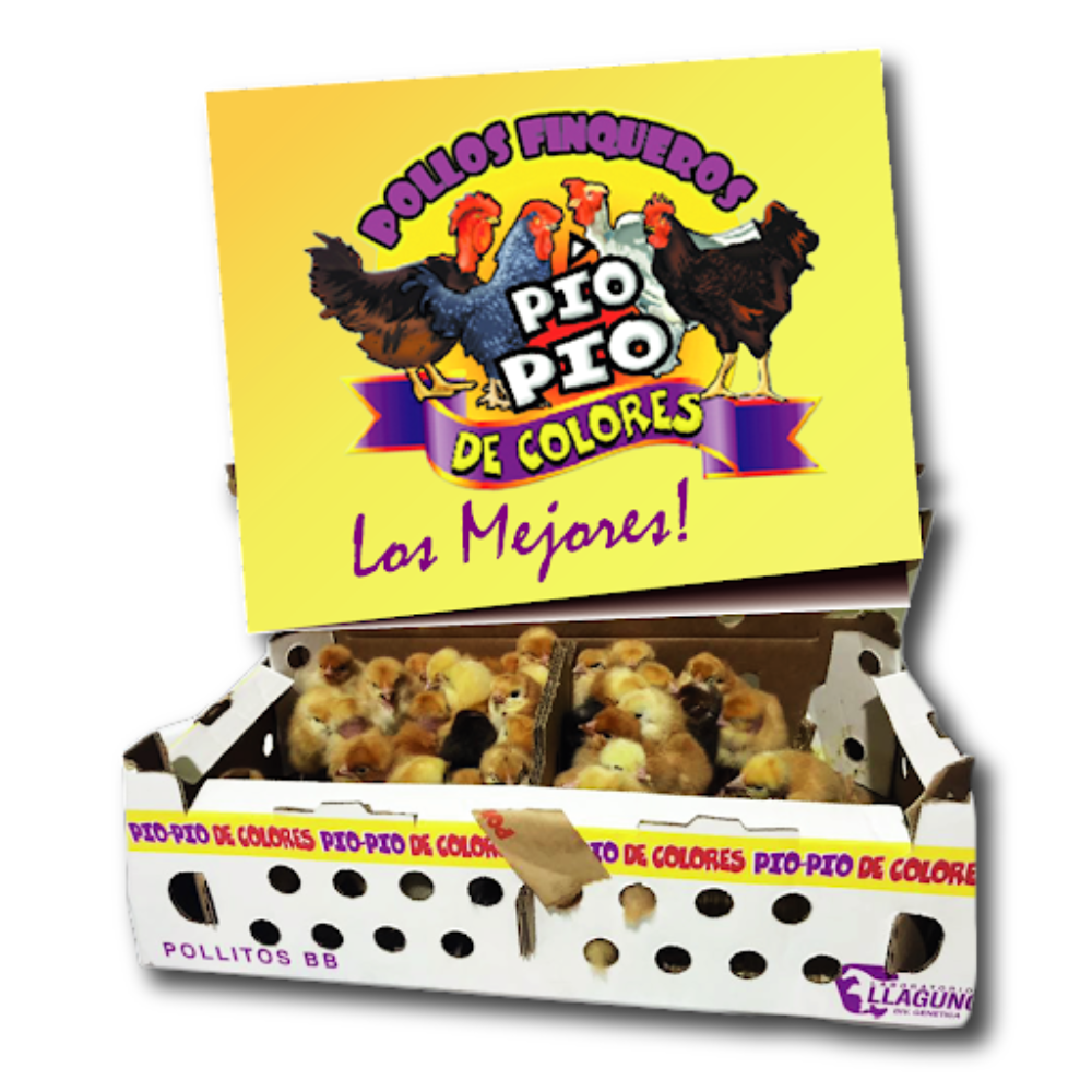 Caja de 40 Pollitos Finqueros Pio Pio de Colores - EL FINQUERO
