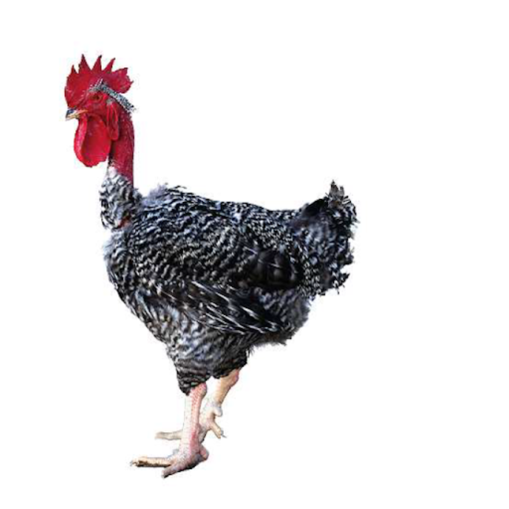 Caja de 40 Pollitos Finqueros Pio Pio de Colores - EL FINQUERO