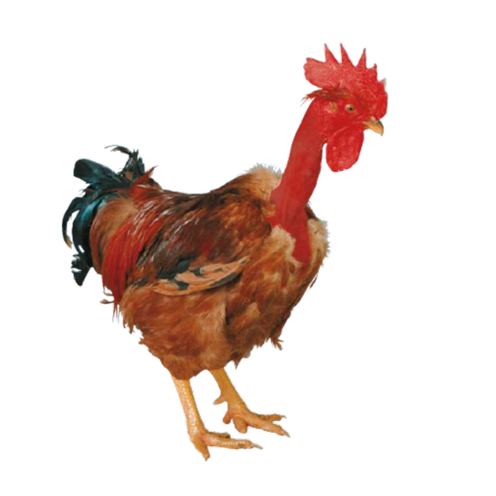 Caja de 40 Pollitos Finqueros Pio Pio de Colores - EL FINQUERO